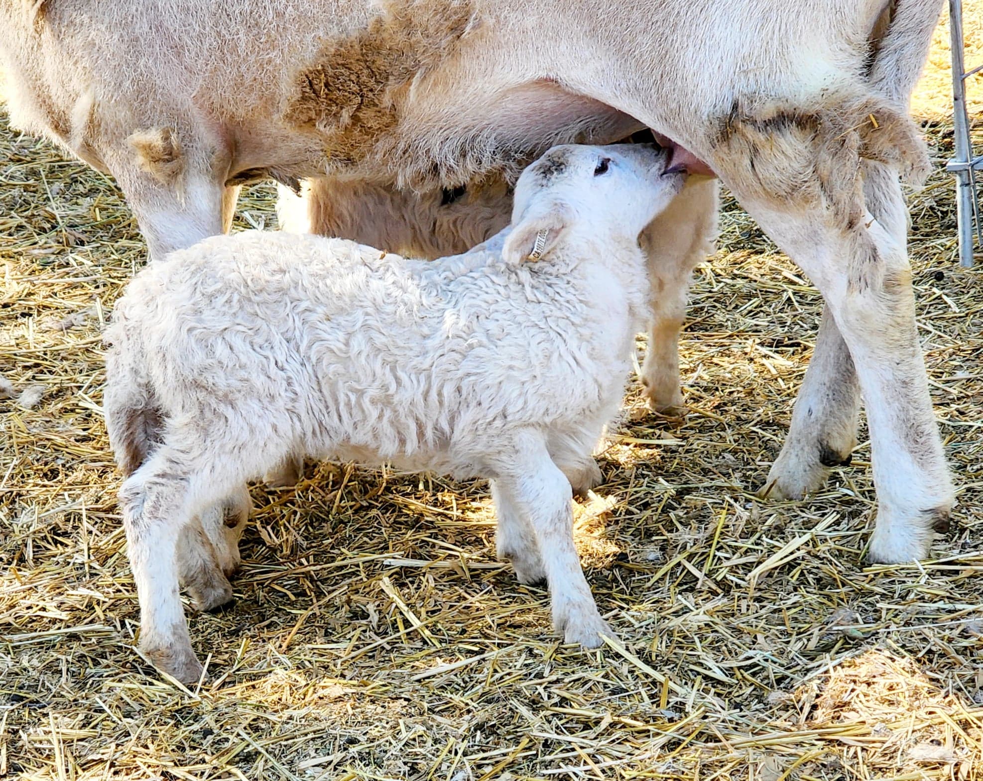 Katahdin Sheep – Agora Fields