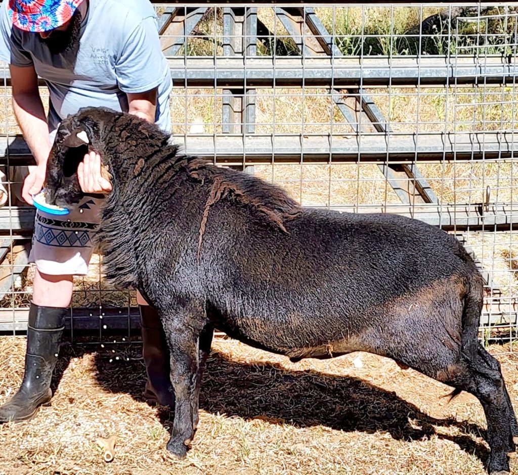 Katahdin Sheep – Agora Fields